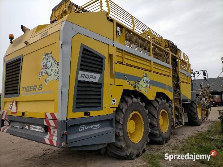 Ropa TIGER 6 Wołów - Sprzedajemy.pl