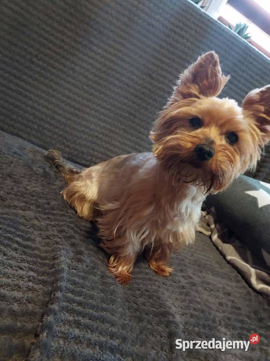 York miniaturka piękny piesek Środa Śląska - Sprzedajemy.pl