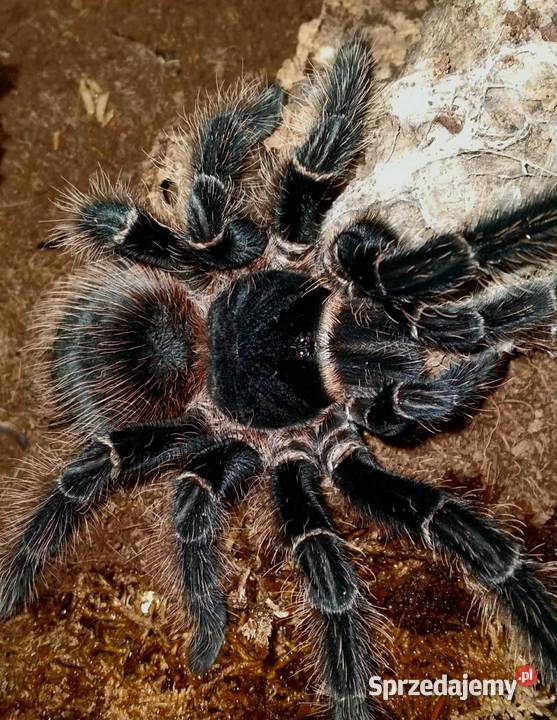 Lasiodora parahybana - pająk ptasznik olbrzymi 7.5 DC SAMICA, Warszawa ...