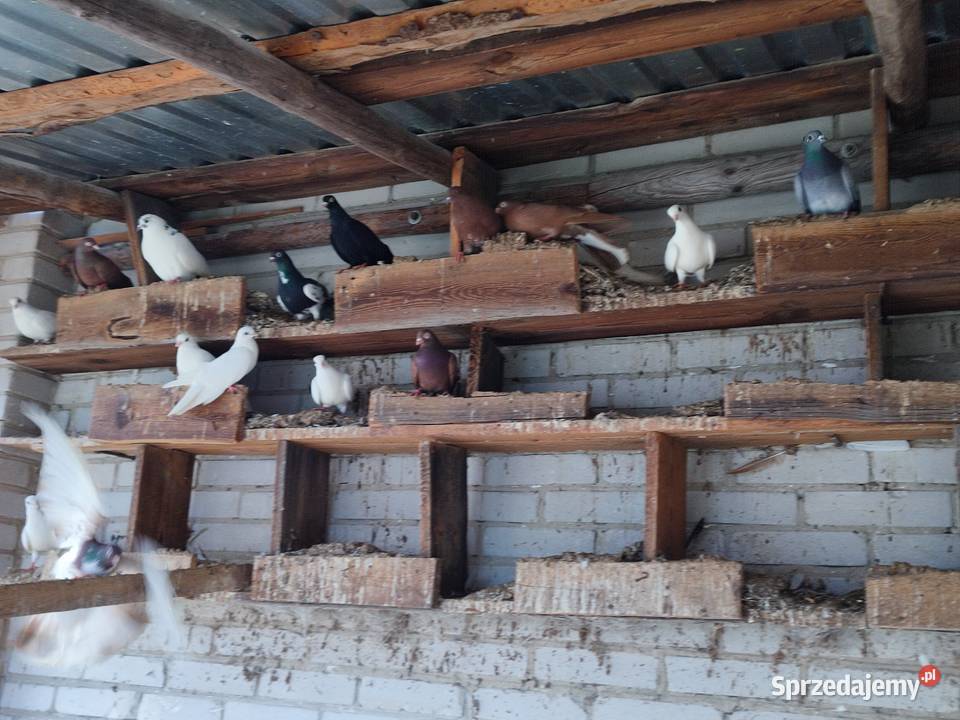 Gołębie Zamojskie Tarzymiechy Drugie - Sprzedajemy.pl