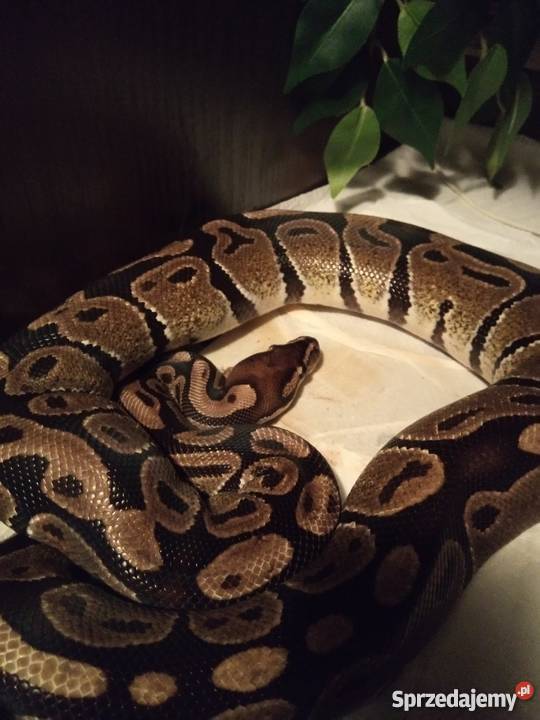 Python Królewski Rybnik - Sprzedajemy.pl