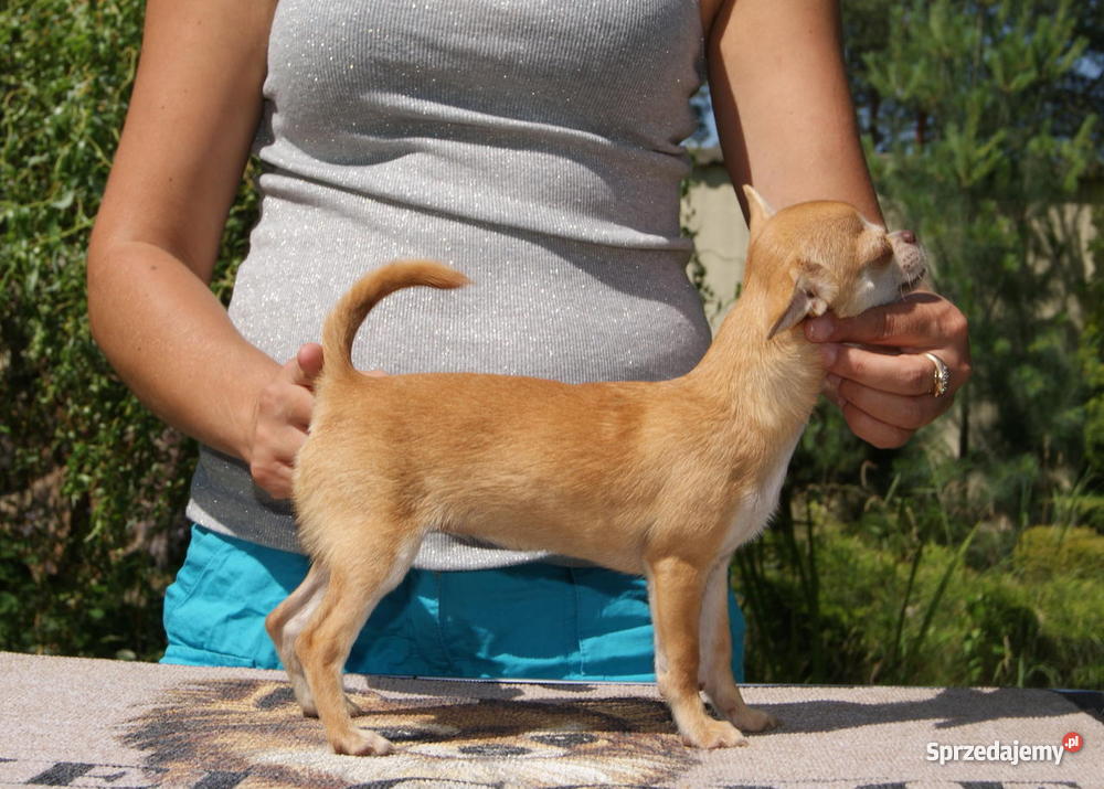 Chihuahua ;) Słodka miniaturowa sunia z rodowodem ! - Sprzedajemy.pl
