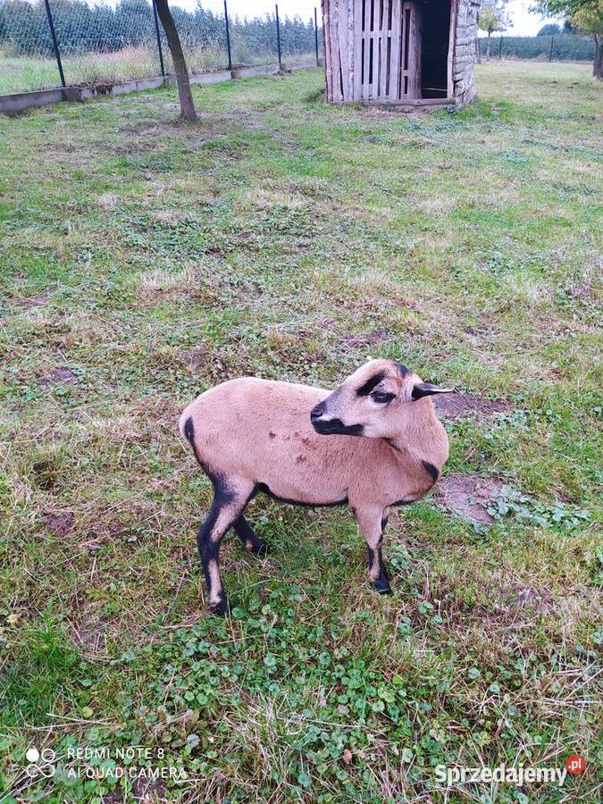 Barany Kameruńskie Kańczuga - Sprzedajemy.pl