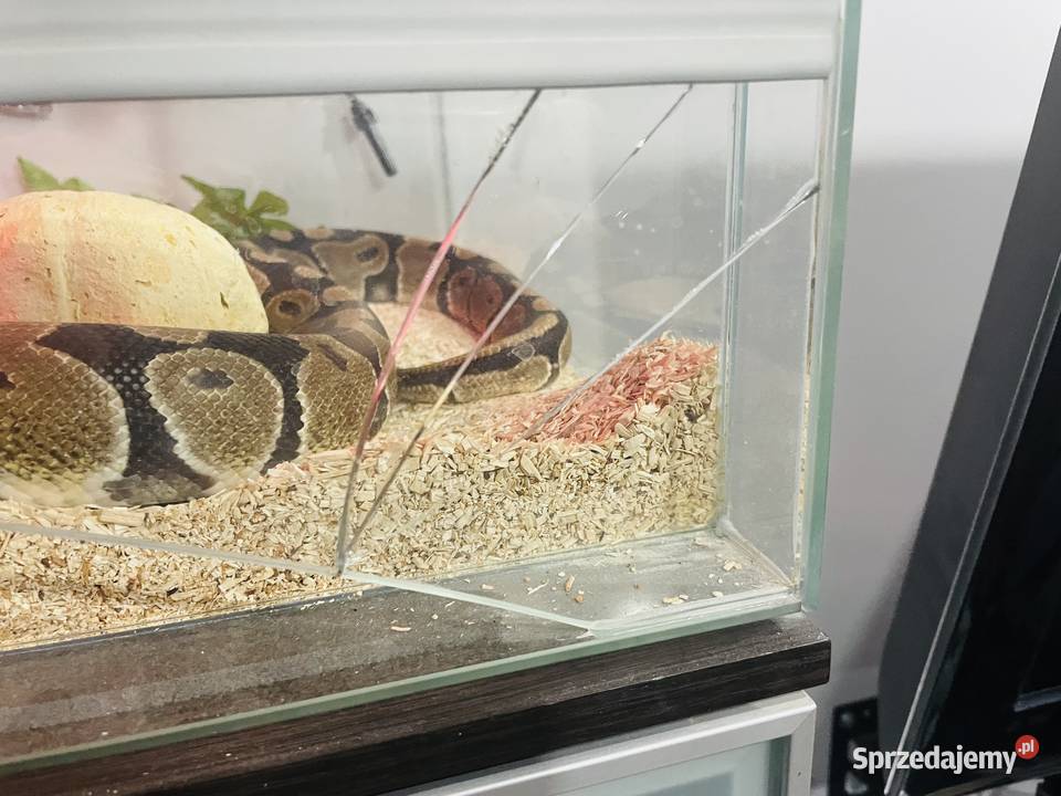 Pyton królewski samiec wraz z terrarium 80x50x40 Ostrołęka - Sprzedajemy.pl