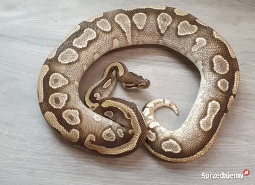 Pyton królewski samica Lwówek Śląski - Sprzedajemy.pl