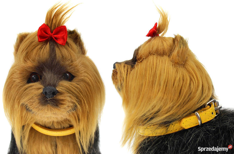 INTERAKTYWNY PIESEK YORK Reaguje na Ruch Chodzi NOWOŚĆ !!! Buczek ...