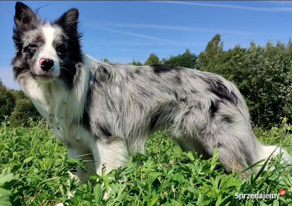 Reproduktor - Krycie - Border Collie Iwonicz - Sprzedajemy.pl