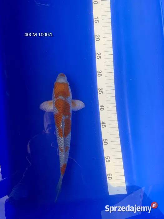 Oryginalne Karpie Koi Warszawa - Sprzedajemy.pl