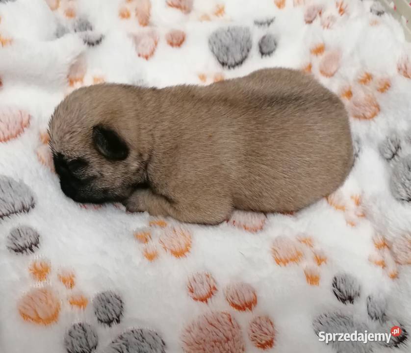 Mops szczenięta suczki beżowe Wrocław - Sprzedajemy.pl