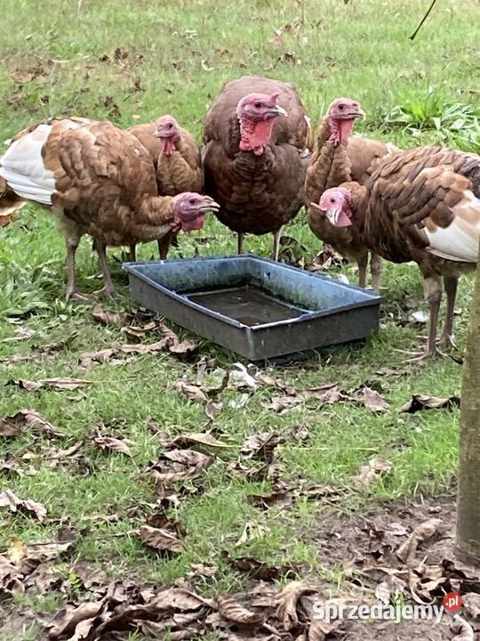 Indyki z wolnego wybiegu Połaniec - Sprzedajemy.pl