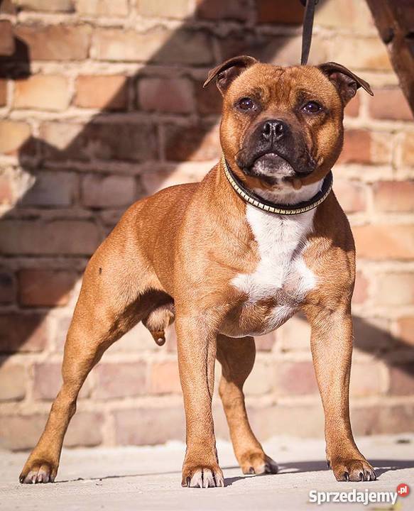 Staffordshire bull terrier - staffik, stafik Maków Mazowiecki ...