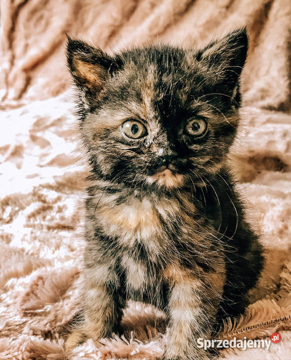 Koty pers brytyjski czarny szylkret białe szukają domu Sieradz ...