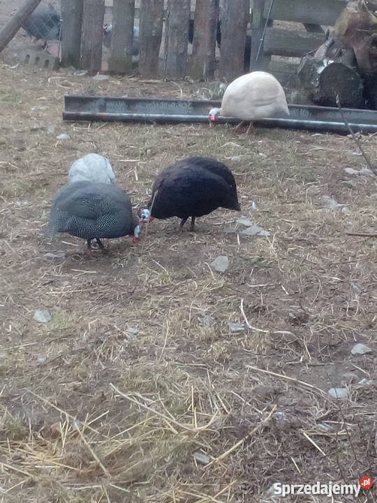 Perliczki, pantarki samce z czerwca 2018, 2 kolory Tarnobrzeg ...