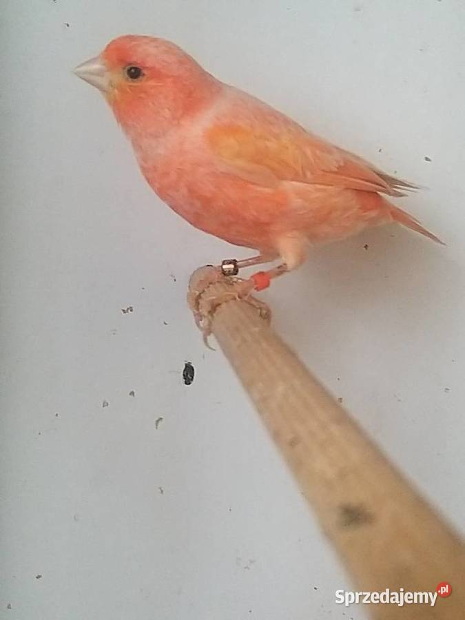 Kanarek samica. Gostyń - Sprzedajemy.pl