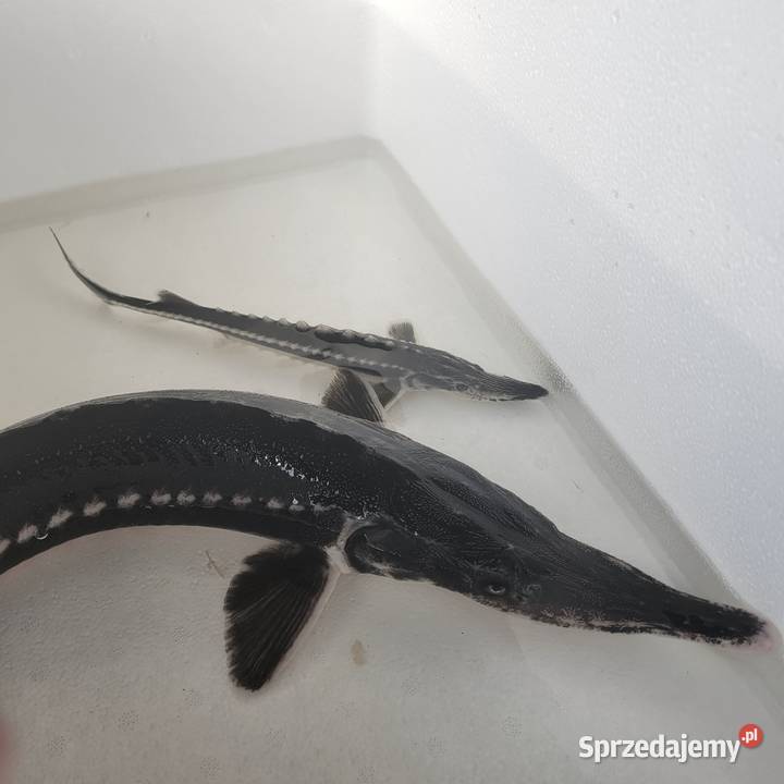 Jesiotr Siewruga 30 cm ryby RÓŻNE GATUNKI ozdobne zarybianie oczek ...