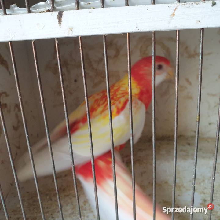 Rozella białolica Wrocław - Sprzedajemy.pl