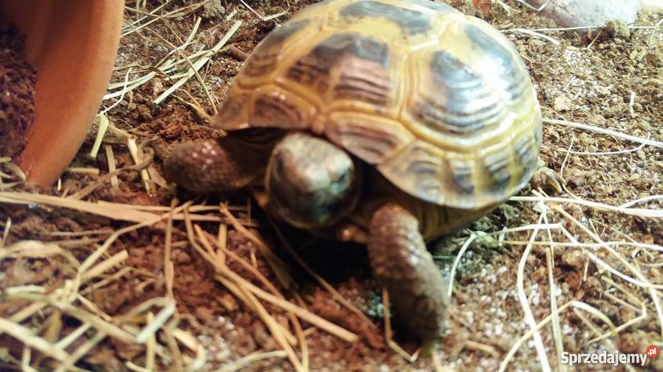 Żółw stepowy z terrarium Gliwice - Sprzedajemy.pl