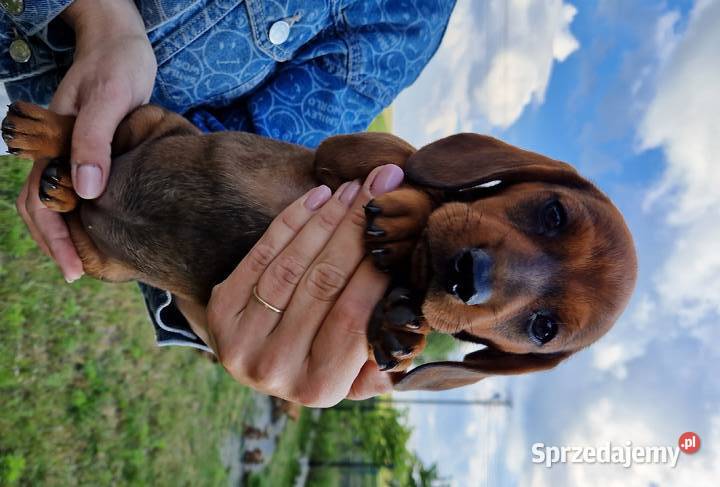 Jamniki szczeniaki śliczne Łask - Sprzedajemy.pl