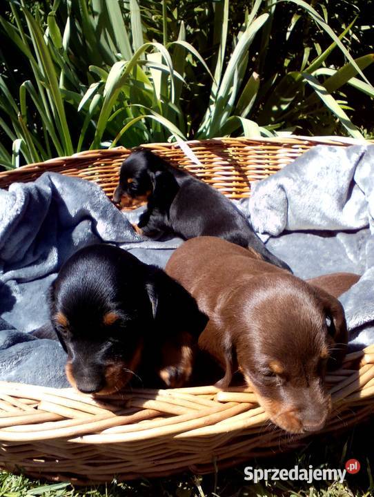 Jamnik Miniaturowy Stalowa Wola - Sprzedajemy.pl