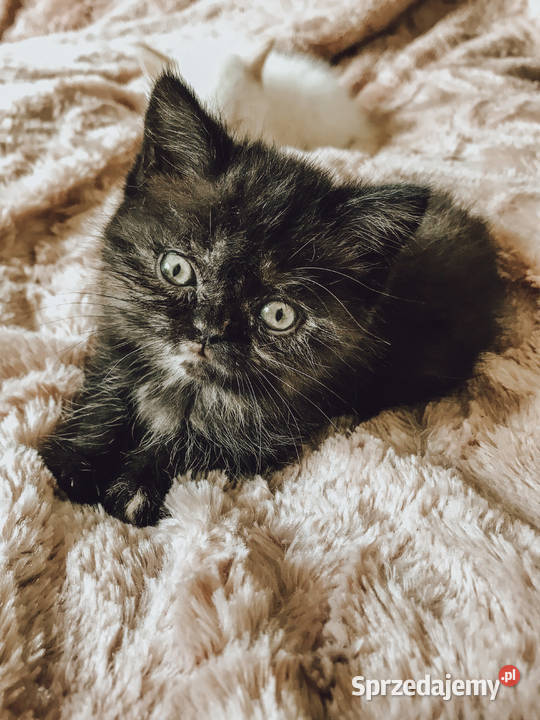 Koty pers brytyjski czarny szylkret białe szukają domu Sieradz ...