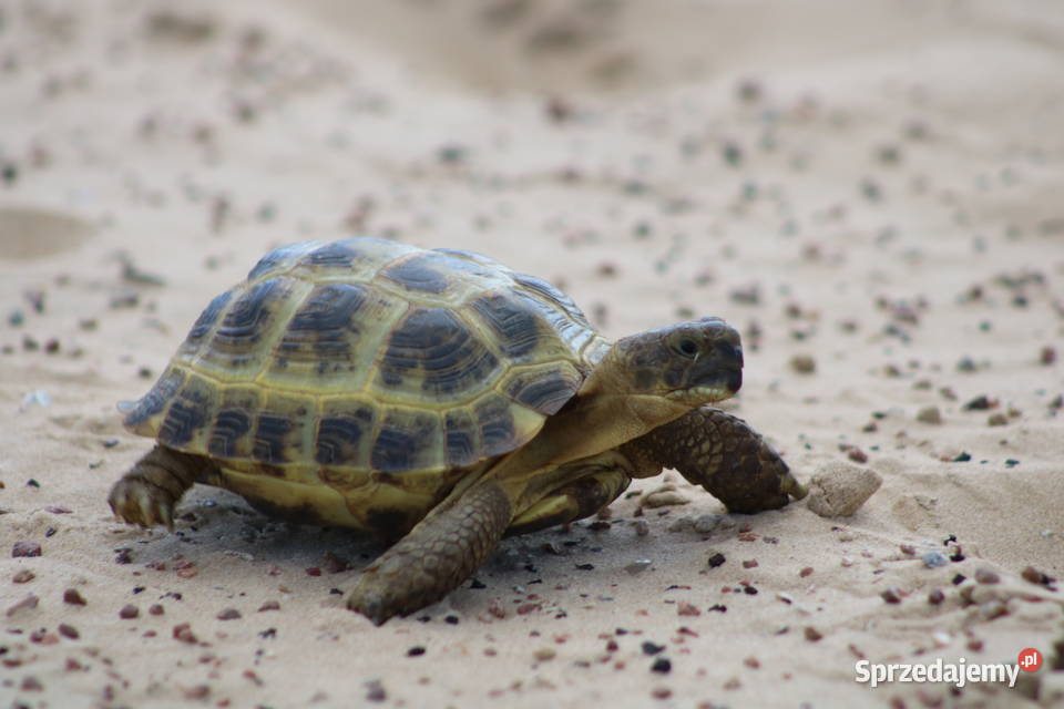 żółw stepowy Brańsk - Sprzedajemy.pl