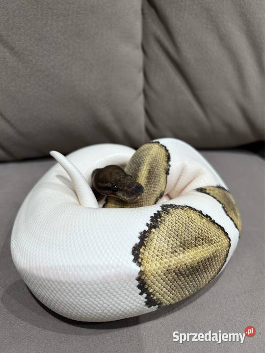 Pyton królewski samica Dąbrowa Górnicza - Sprzedajemy.pl