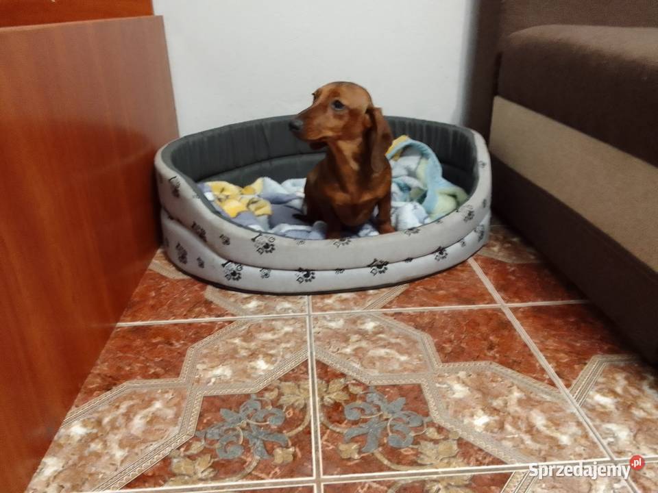 Jamnik, jamniki szczeniaki Żyrardów - Sprzedajemy.pl