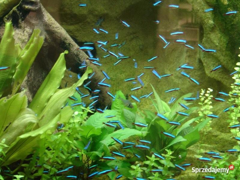 NEON CZERWONY ryba do Twego akwarium - Sprzedajemy.pl