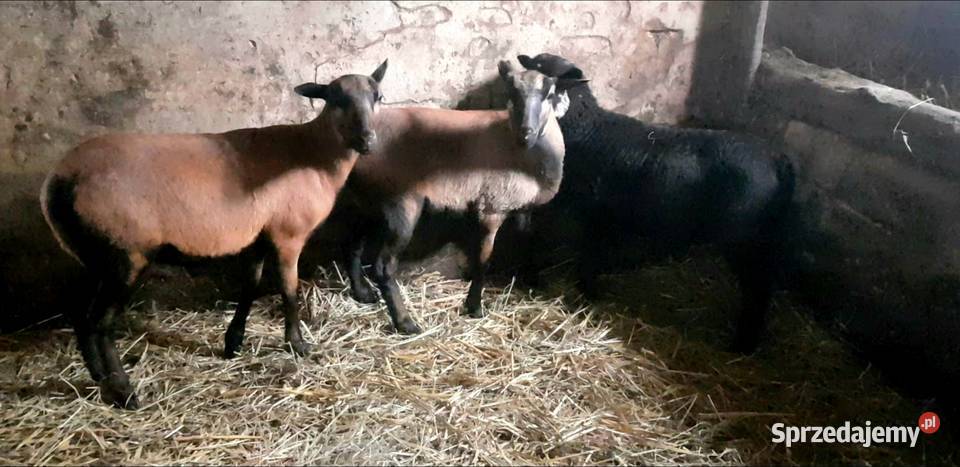 Owce kameruńskie Biadki - Sprzedajemy.pl