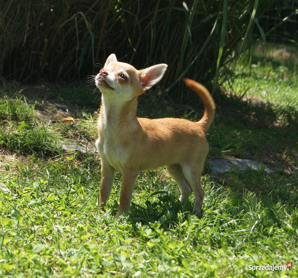 Chihuahua ;) Słodka miniaturowa sunia z rodowodem ! - Sprzedajemy.pl