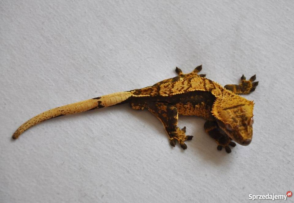 Gekon orzęsiony Warszawa - Sprzedajemy.pl