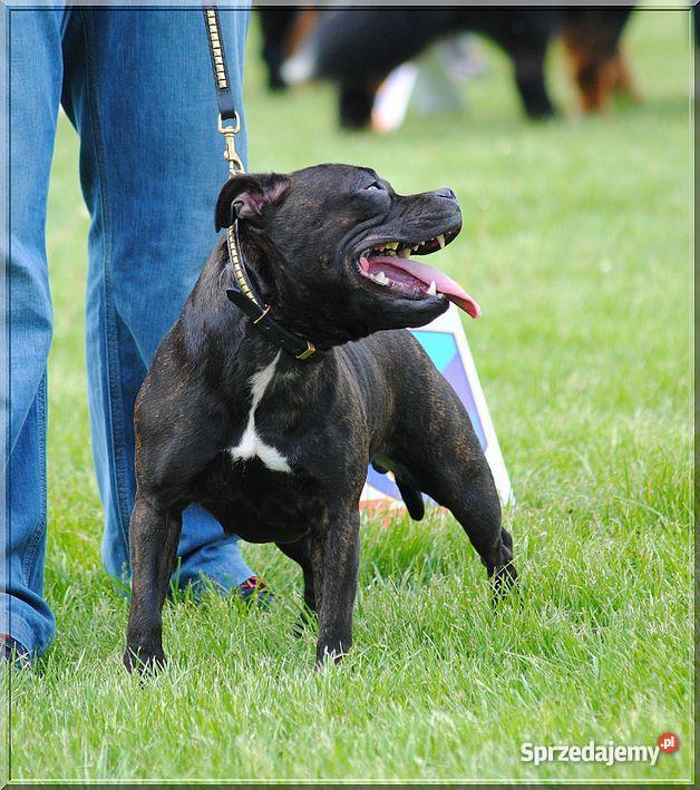 Staffordshire Bull Terrier, Staffik, Stafik - Sprzedajemy.pl