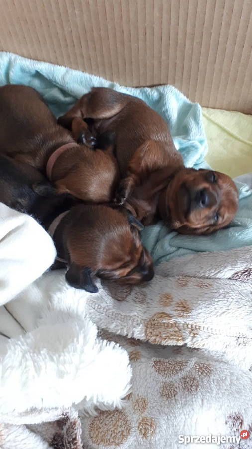 Jamnik jamniki krótkowłose miniatura Bielsko-Biała - Sprzedajemy.pl