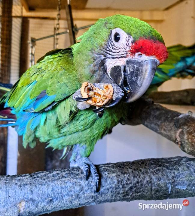 Ara militaris - samica 2025 Skokowa - Sprzedajemy.pl