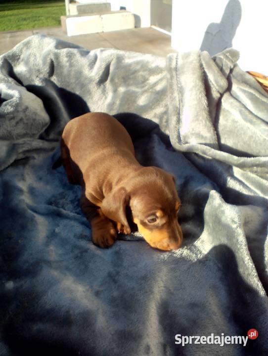 Jamnik Miniaturowy Stalowa Wola - Sprzedajemy.pl