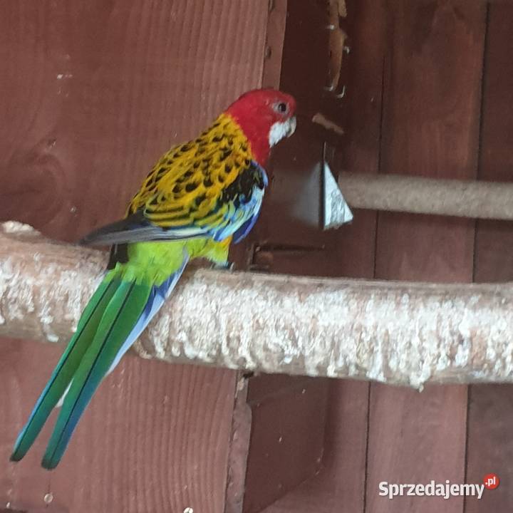 Rozella białolica para lęgowa Wrocław - Sprzedajemy.pl