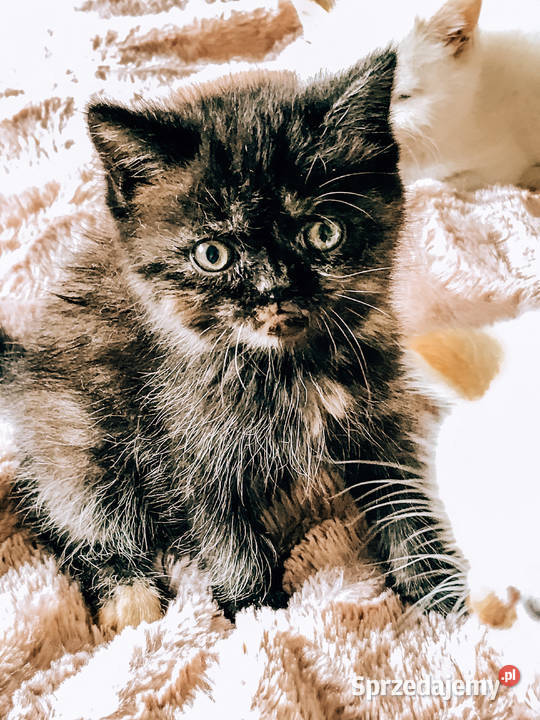 Koty pers brytyjski czarny szylkret białe szukają domu Sieradz ...