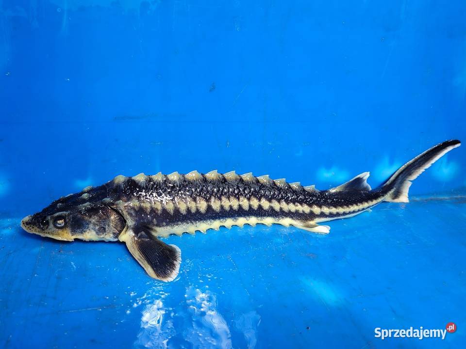 JESIOTR Syberyjski i ryby też ozdobne kolorowe do zarybienia oczek i ...