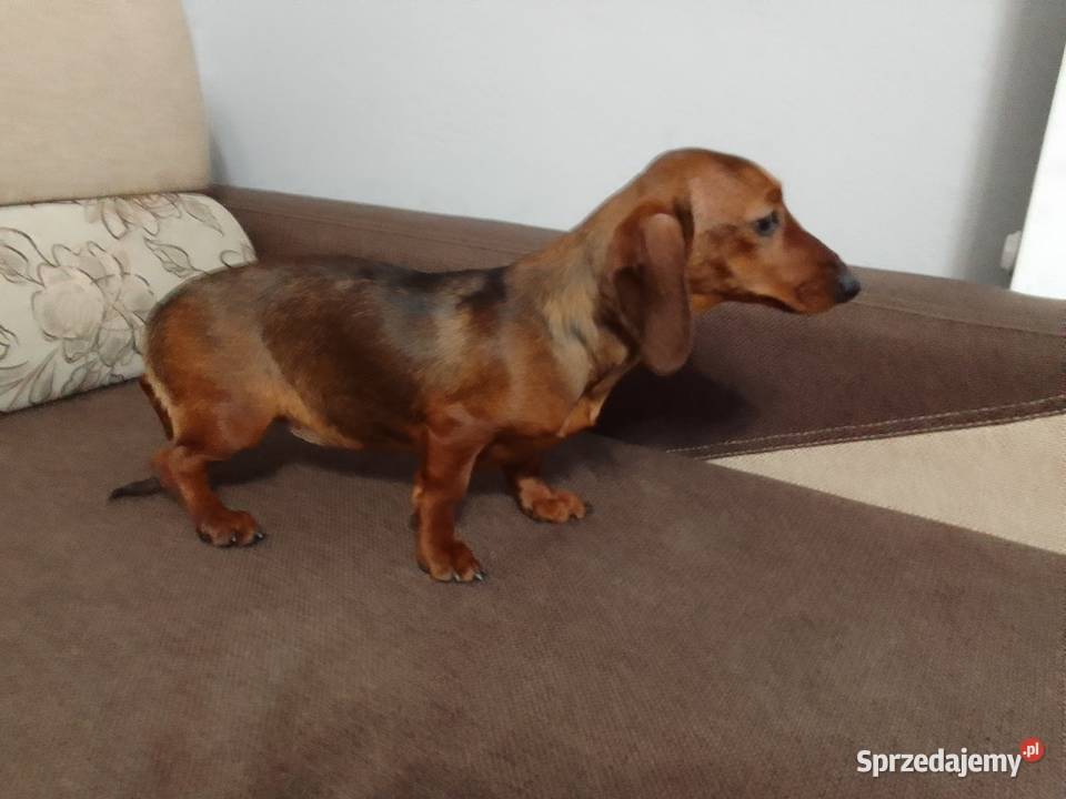 Jamnik, jamniki szczeniaki Żyrardów - Sprzedajemy.pl