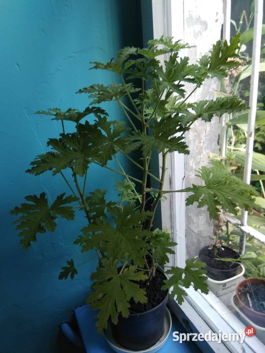 Geranium inaczej Cytrynka Łódź - Sprzedajemy.pl
