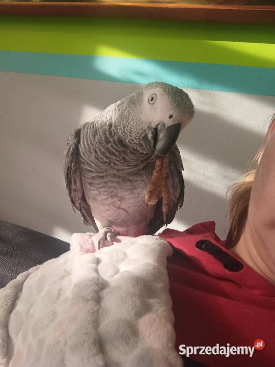 Papuga Samica Żako Gryfice - Sprzedajemy.pl