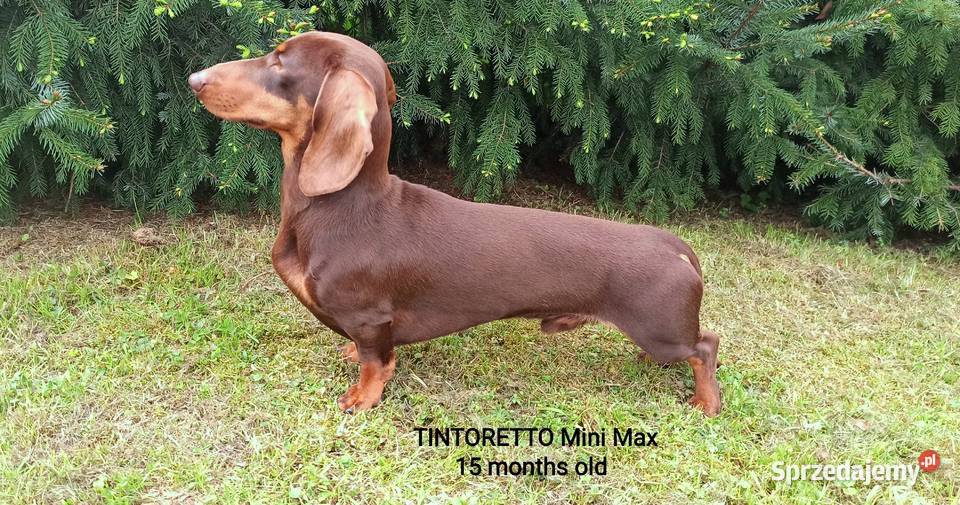 Jamniki krótkowłose królicze/miniaturowe FCI Kraków - Sprzedajemy.pl