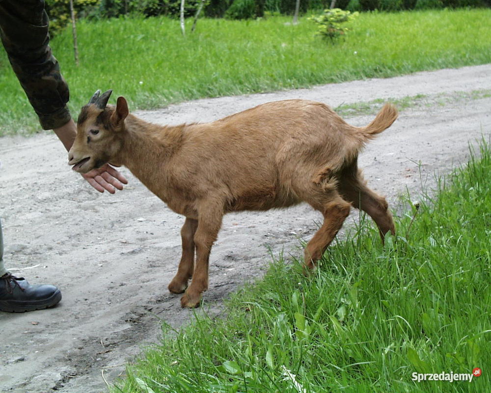 kozy koziołki - Sprzedajemy.pl