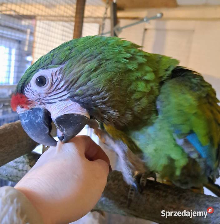 Ara militaris - samica 2025 Skokowa - Sprzedajemy.pl