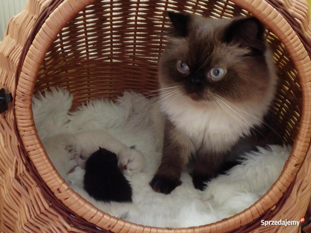 kotki perskie persy pers Colourpoint Himalayan - Sprzedajemy.pl
