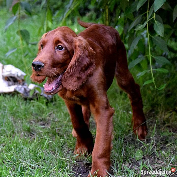 Seter irlandzki-szczenięta rodowodowe po V-ce Zw.Świata 2015 Bielsko ...