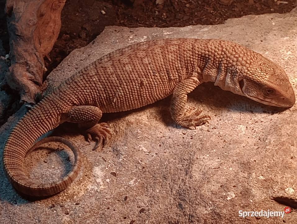 Waran stepowy Wałbrzych - Sprzedajemy.pl