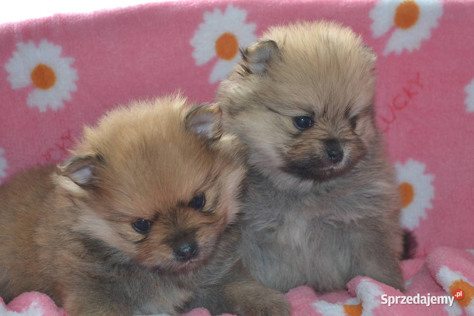 SZPIC MINIATUROWY POMERANIAN ŚLICZNE REZERWACJA Drogusza - Sprzedajemy.pl
