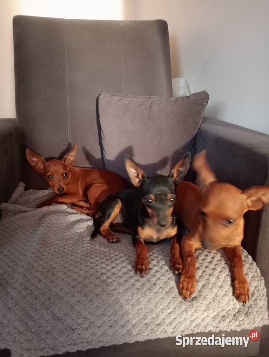 Ratlerek (Pinczer miniaturowy) Świnice Warckie - Sprzedajemy.pl