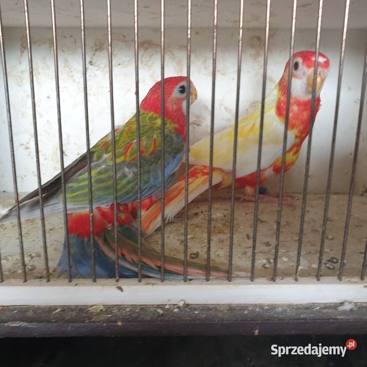 Rozella białolica. Wrocław - Sprzedajemy.pl